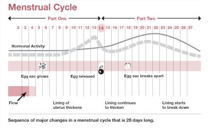 Ovulation Calculator And The Menstrual Cycle