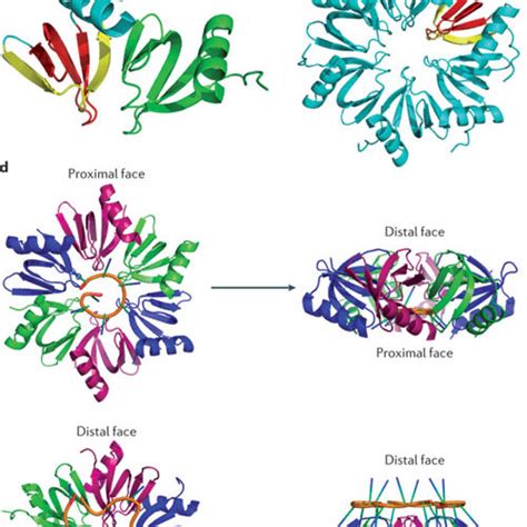 The Structure Of Hfq And Its Interactions With Rnaa Download