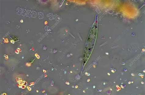 Euglenoids Light Micrograph Stock Image C059 7528 Science Photo Library