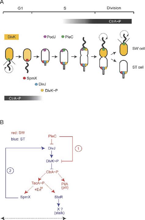 Figure From The Dynamic Interplay Between A Cell Fate Determinant And A Lysozyme Homolog