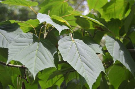 Acer Tegmentosum Gardening Plants Directory By Rightplantz Llc