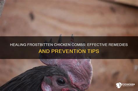 Healing Frostbitten Chicken Combs Effective Remedies And Prevention