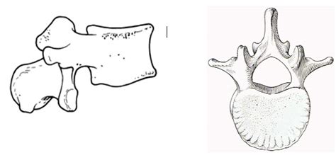 Typical Lumbar Vertebrae Diagram Quizlet