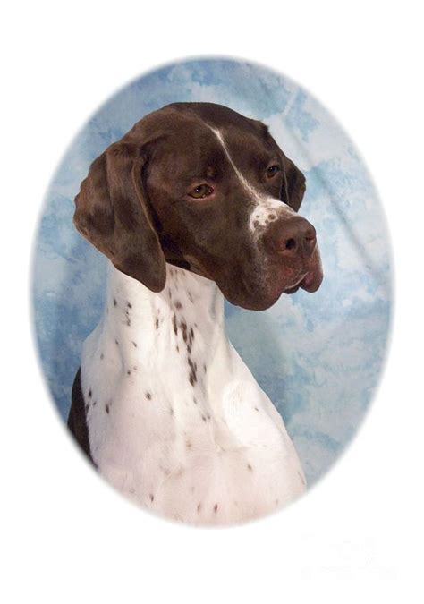 German Shorthaired Pointer 783 Digital Art By Larry Matthews Fine Art