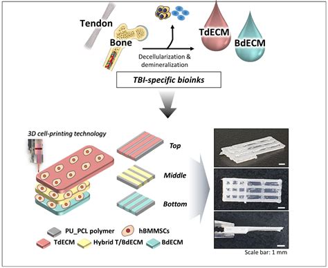 Decellularized Extracellular Matrix Based Bioinks For Tendon Regeneration In Three Dimensional
