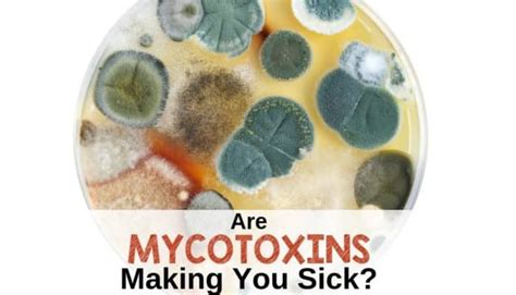 Mycotoxin Mould Test Detect Toxic Mould In Your Body And Identify Mould