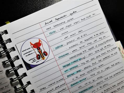Sexual Reproductive Systems Notes Studying Amino Amino