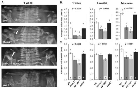 Runx2 Is Required For Early Stages Of Endochondral Bone Formation But