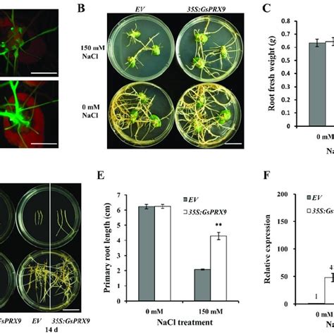 Salt Tolerance Analyses Of Transgenic Soybean Hairy Roots A