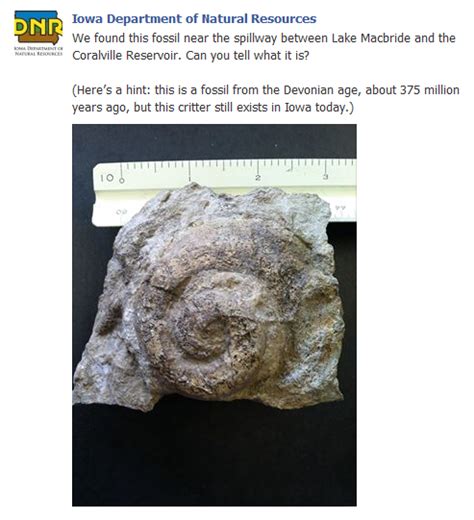 All Hail The Helix Fossil Album On Imgur