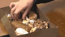 Eating Donuts S Tenor