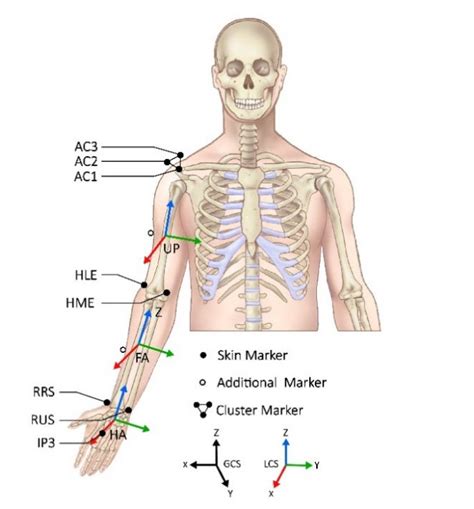 Reflective Marker Locations Local Coordination Systems Of The Upper