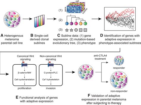 Stochastic Modeling Of Single Cell Gene Expression Adaptation Reveals Non Genomic Contribution