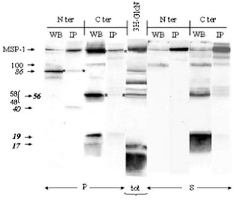 Both C Terminal And N Terminal Fragments Of Msp 1 Biosynthetically