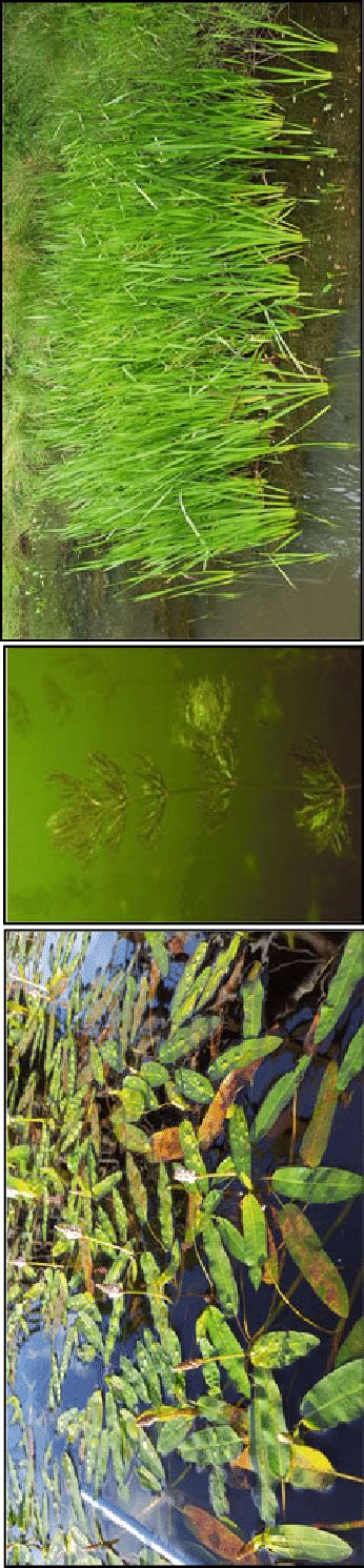1 Photograph Examples Of Floating Submerged And Emergent Macrophyte