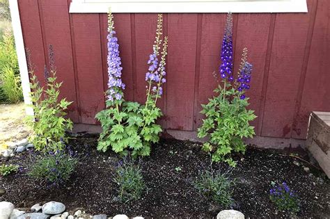 How To Grow And Care For Delphiniums Gardeners Path