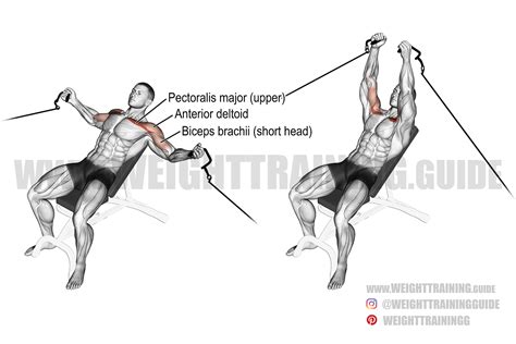 Dumbbell Curl Exercise Instructions And Video Weight Training Guide