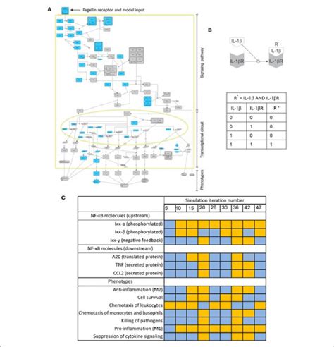 Boolean Modeling Of The Nfκb Pathway Driving Macrophage Activation In