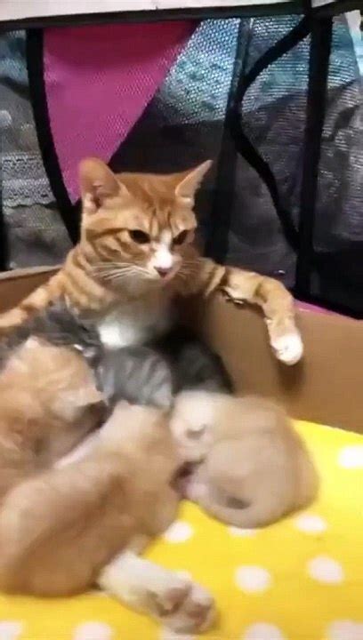 (funny animals) #everything has a spirit #cat confusing behavior ##mom cat and baby cat #cute ...