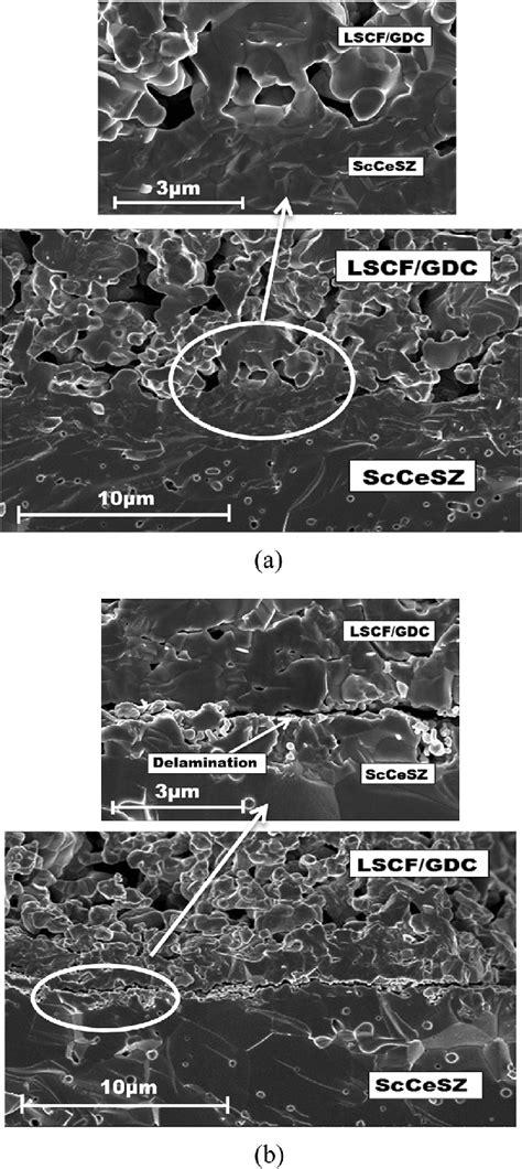 E Microstructures Of The Half Cells Without Gdc Interlayer A Before