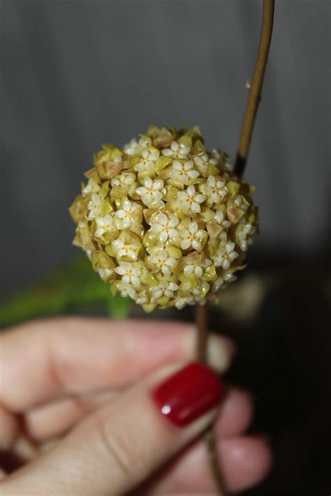 Hoyapassion: Hoya sp. GBL EPC-260
