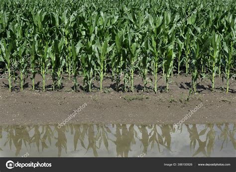Corn Plant Flood