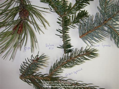 Identifying Pine Spruce And Fir