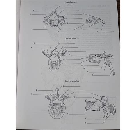 Cervical Thoracic And Lumbar Vertebrae Diagram Quizlet
