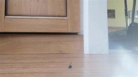 Fly Picked The Wrong Spot Thisvid