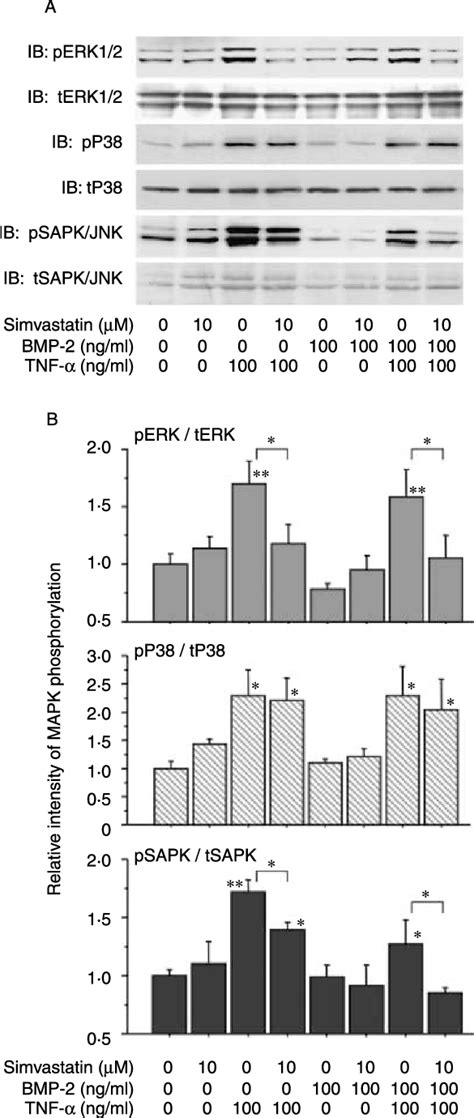 Effects Of Simvastatin And Bmp 2 On Tnf A Induced Mapk Phosphorylation