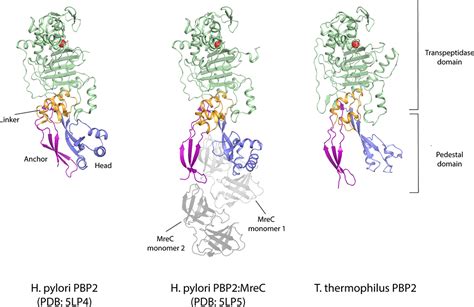 Structural Coordination Of Polymerization And Crosslinking By A Seds