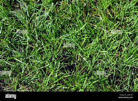 Bright Earlier Bright Morning Fresh Spring Grass With Small Thin