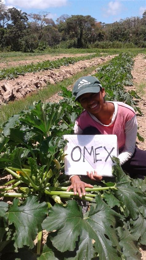 Foliar Fertilizer Giving Great Results Omex Agrifluids