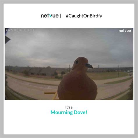 Netvue Birdfy Feeder Cam Review Fun But Wonky Wired