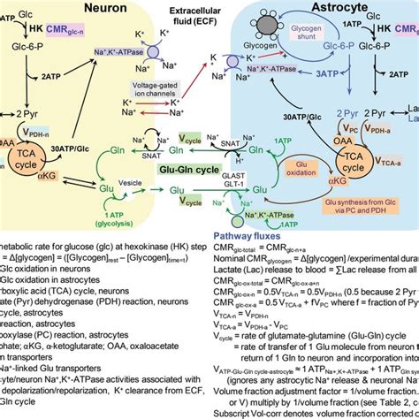 Reevaluation Of Astrocyte Neuron Energy Metabolism With Astrocyte