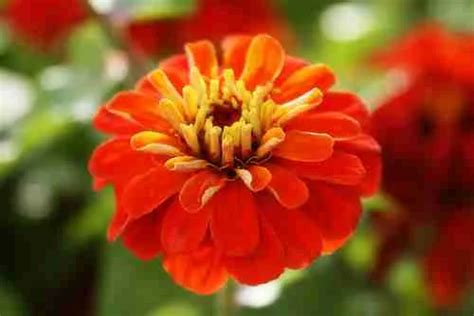 Fun Facts About Roses Beauty In Every Petal Amazing Facts Home