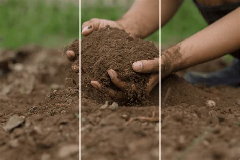 Understanding Different Types Of Soil Blooms Exotic