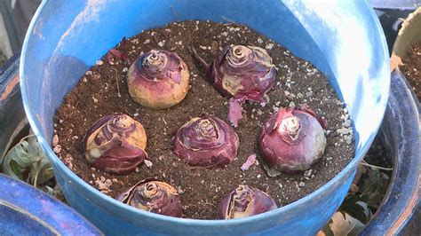 Heres How To Grow Spring Bulbs In Pots