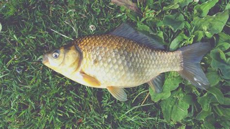 Premium Photo Dead Carp On Grass
