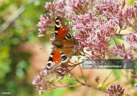 아름 다운 오렌지 꽃의 군주 나비는 따뜻한 여름 날에 넥 타를 마시고 꽃가루를 장식 하는 핑크 플라워 0명에 대한 스톡 사진 및 기타 이미지 Istock