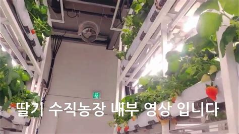 혁신적인 딸기수직 농장 연중재배가 되는 딸기킹스베리로 미래농업을 준비하세요 Youtube