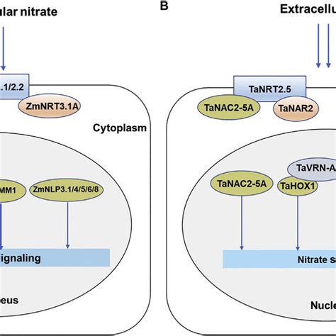 Schematic Representation Of Factors That Regulate Nitrate Signaling In