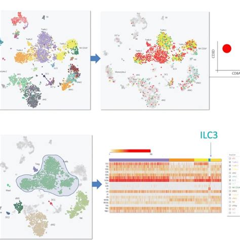 Understanding Single Cell Clustering Results A Umap Of Human Normal