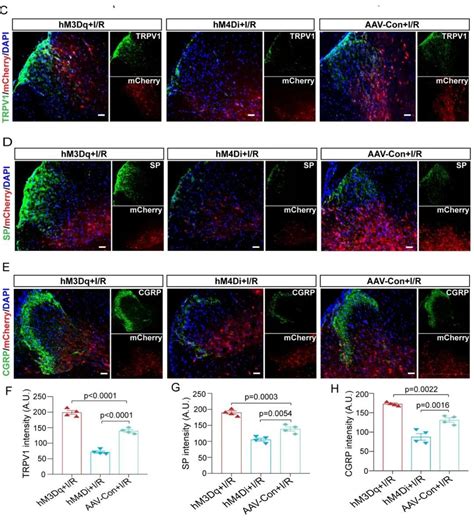 If 12 416【客户文章】安徽医科大学第二附属医院张野 何淑芳团队揭示脊髓星形胶质细胞在心肌缺血损伤中的作用机制 知乎