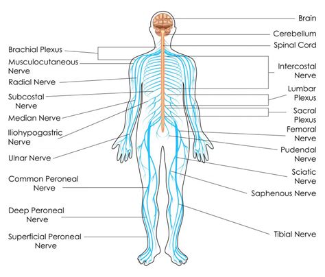 What Is The Myenteric Plexus With Pictures