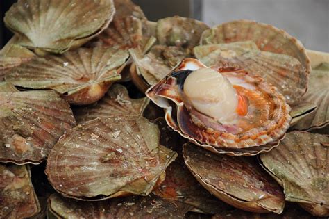 1000 Free Shellfish And Nature Images Pixabay