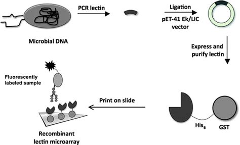 Lectin Microarrays Mahal Lab