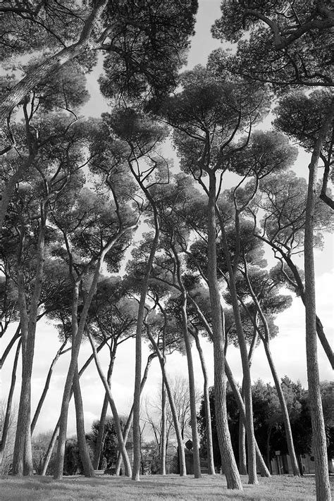 Umbrella Pines Rome