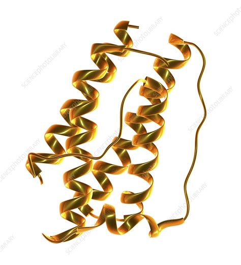 Leptin Molecule Stock Image C0049619 Science Photo Library