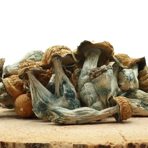 Order Melmac Mushroom Online Canada Melmac Shroom Strain